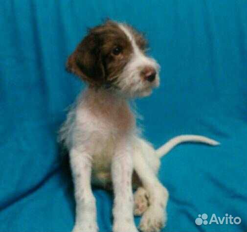 Немецкий дратхаар мальчик