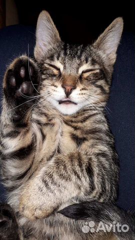 Котик в добрые руки