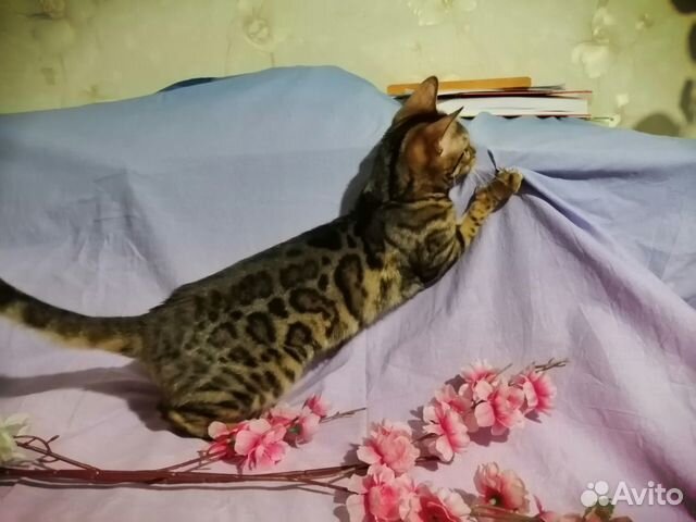 Бенгальские котята от победителей выставки