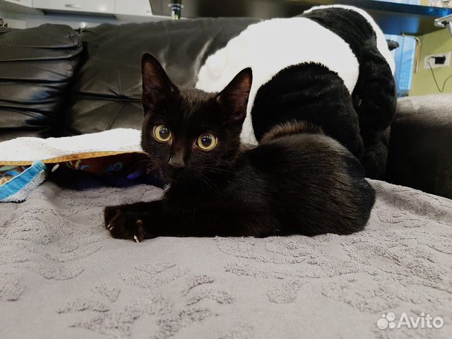 Маленький чертенок из пакета