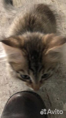 Маленький котёнок, возможно потерялся, или бросили