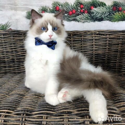 Ласковый мальчик рэгдолл 4 месяца