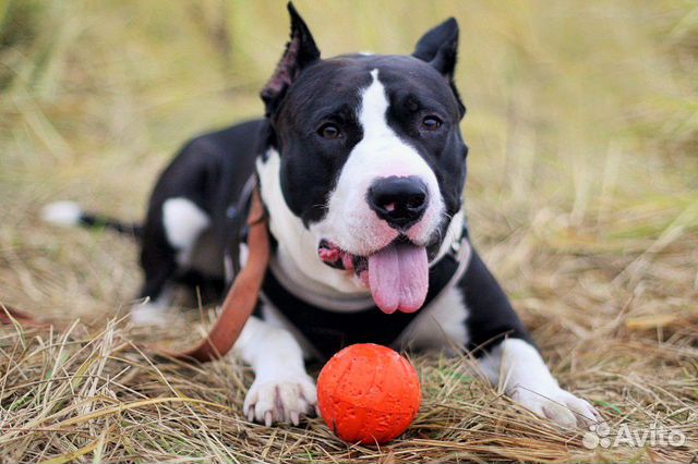Молоденький Таксон в дар