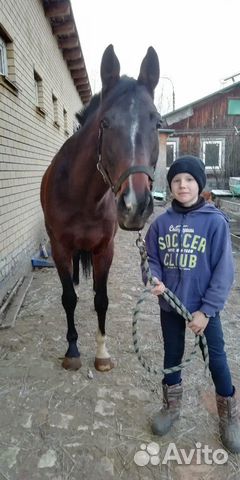 Продаётся тракененская кобыла