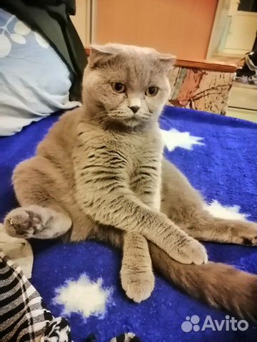Девочка