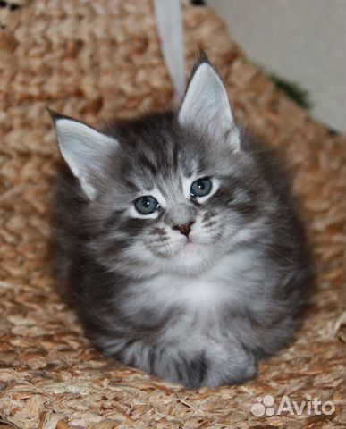 Очаровательный котик тигр на серебре из питомника