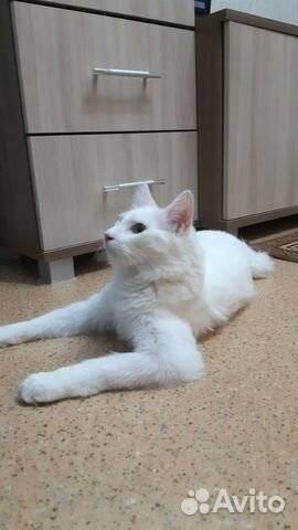 Продам кота