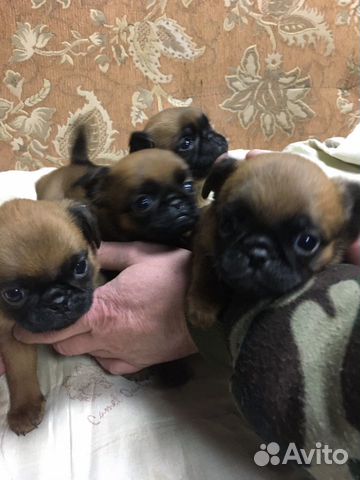 Щенки малого брабансона