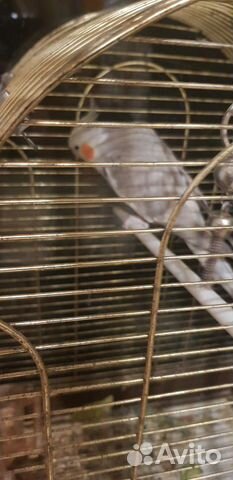 Попугай обмен