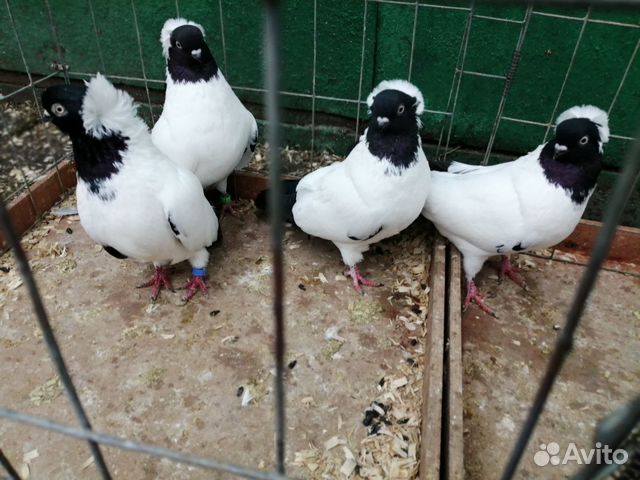 Крестовые, Китайцы, чибисы, дереши