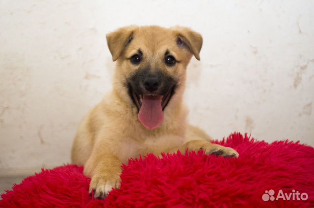 Очаровательный разбойник ищет дом