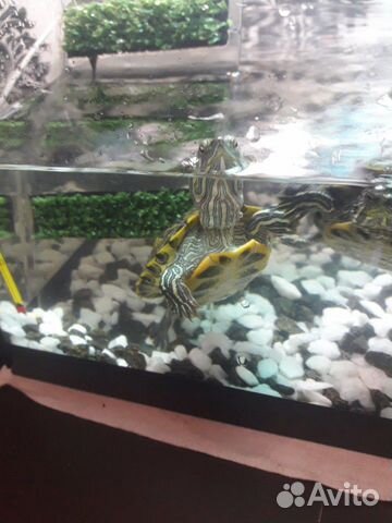 Красноухие черепашки