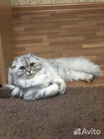 Кошка шотландка