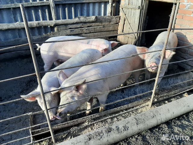 Свинки ландрас