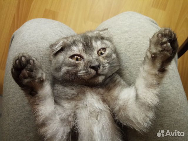 Отдам котенка (мальчик) в добрые руки