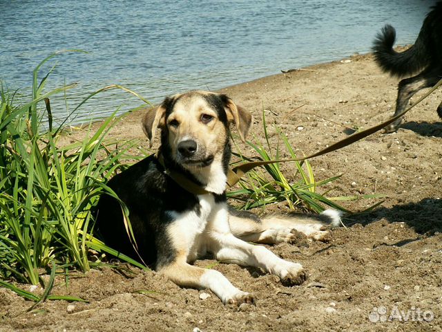 Собака Люся ищет дом