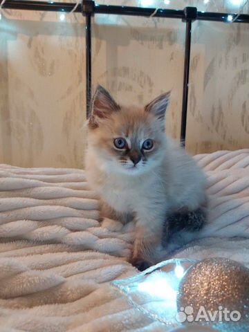 Невская маскарадная кошечка