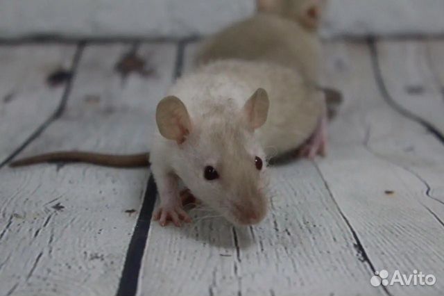 Сиамские крысята