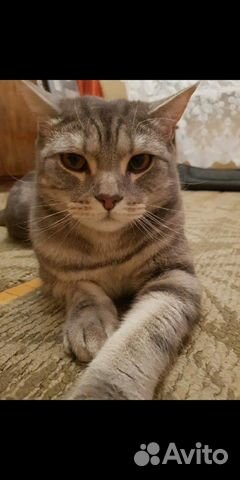 Коты