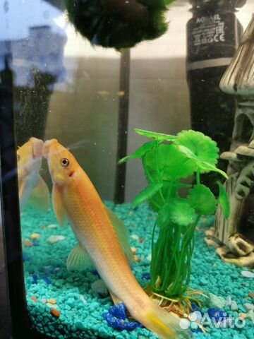 Сом гиринохейлус большой