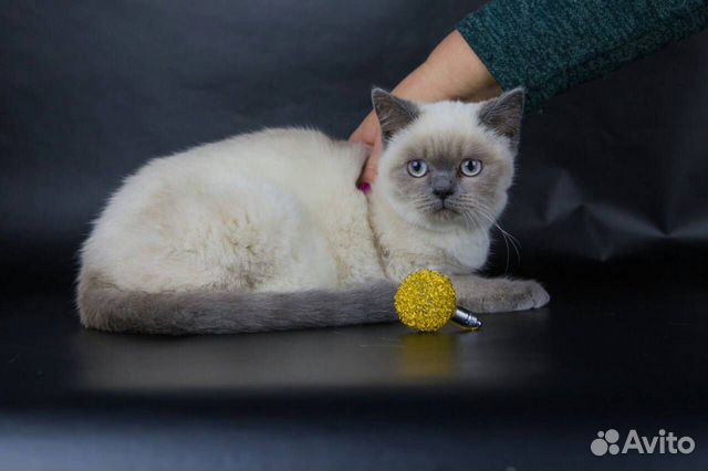 Продам шотландскую кошку