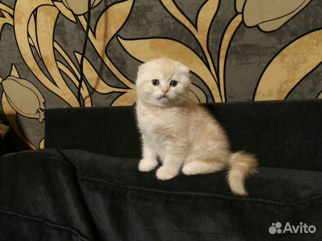 Великолепный породистый котик