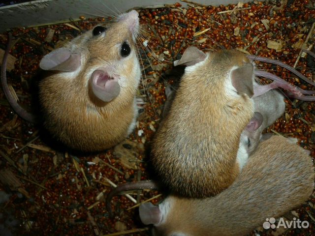 Иглистые мыши