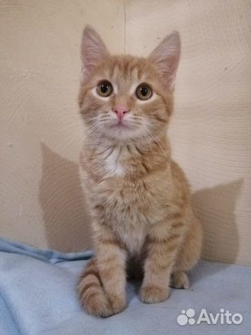 Котенок-солнышко в добрые руки