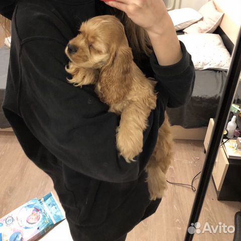 Спаниель