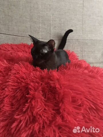 Бурма в савлодение