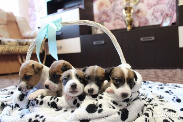 Джек Рассел терьер