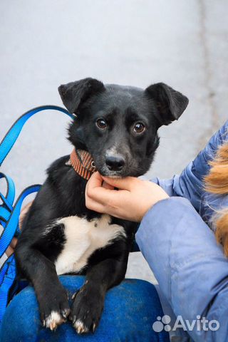 Жасмин 1 год 30 см в холке