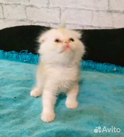 Шотландские детки