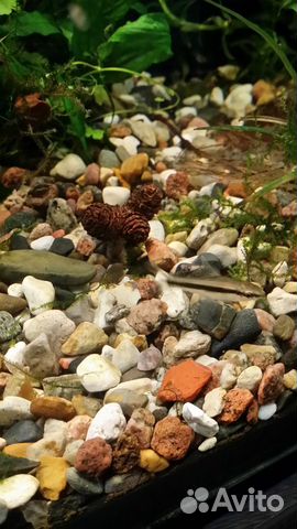 Сиамский водрослеед