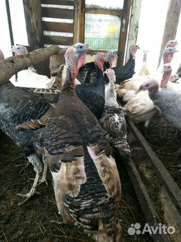 Индюки и индюшки, от7 до 8 мес