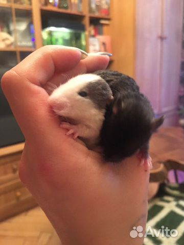 Продам крысу Сфинкса