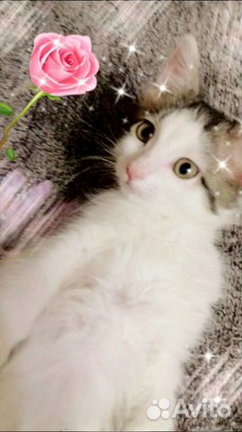 Неженка котенок, девочка, 2 месяца, котенка