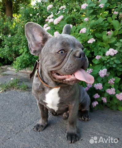 Вязка. Лиловый супер кобель. Французский бульдог