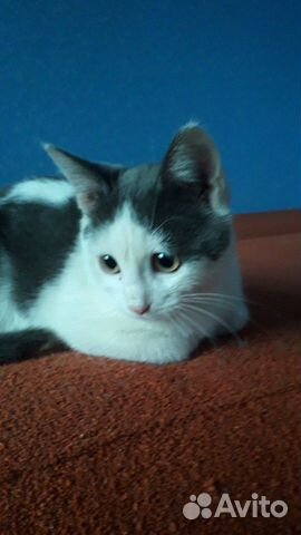 Котик найденыш