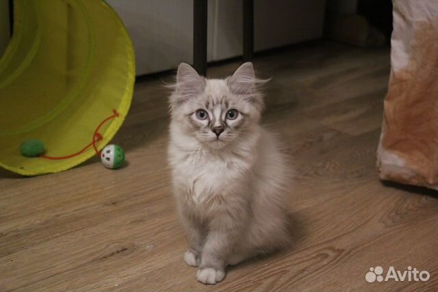 Невский маскарадный кошарик