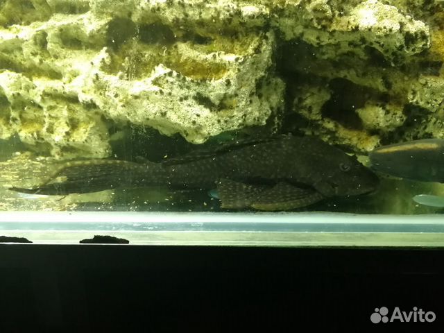 Птеригоплихт