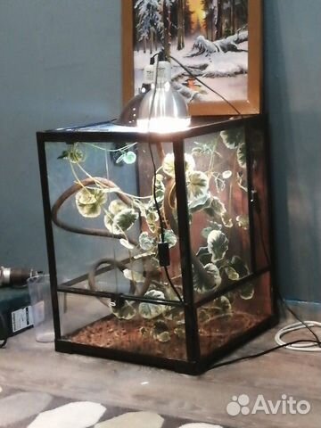 Террариум и хамелеон