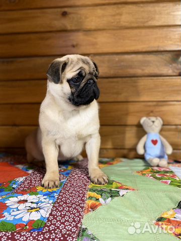 Красотка Плюша