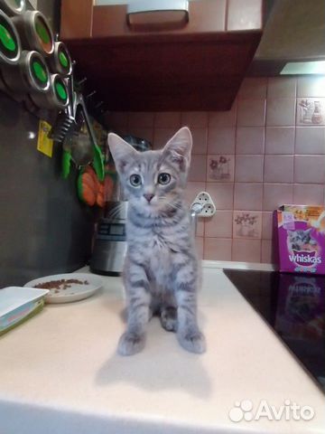 Кошка