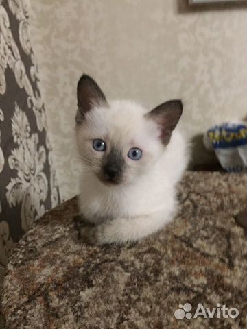 Тайские котята
