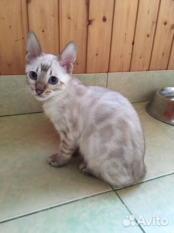 Кошечка снежная