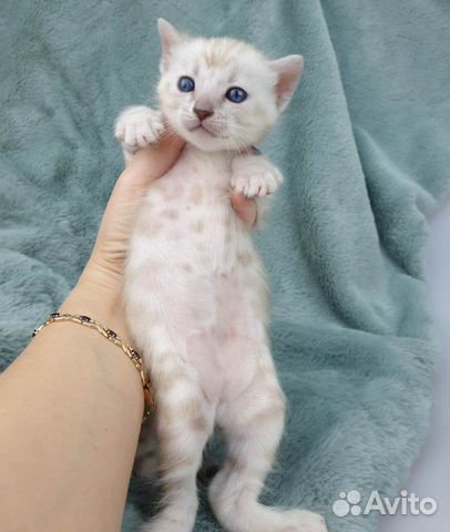 Бенгальские котята (классический и редкие окрасы)