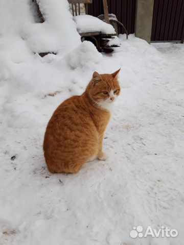 Котик