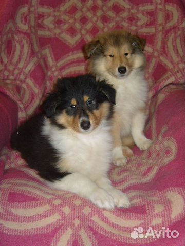 Щенки колли рыжие И черные