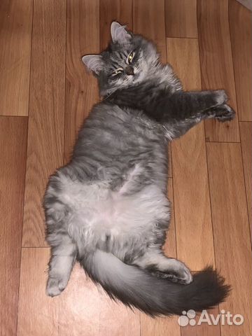 Турецкий ангорский кот